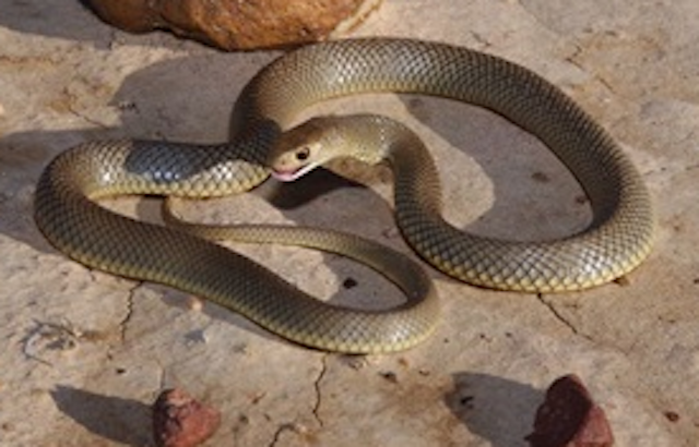 Healing from Snake Poisoning - Heal with Ease